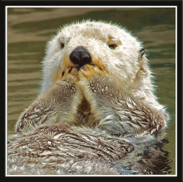 Cute animal makes faces (4 pics)