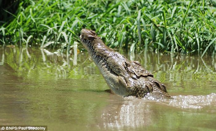 Crocodile likes being photographed (3 pics)