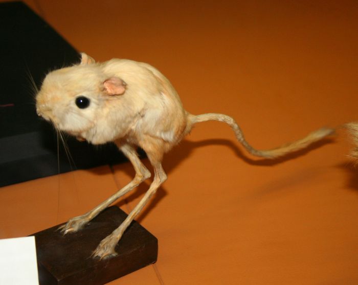 Crappy Taxidermy (60 pics)