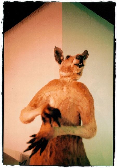 Crappy Taxidermy (60 pics)