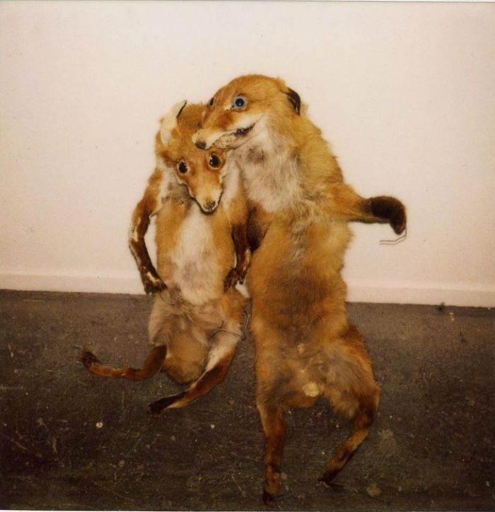 Crappy Taxidermy (60 pics)