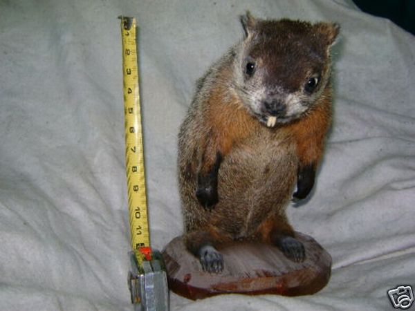 Crappy Taxidermy (60 pics)