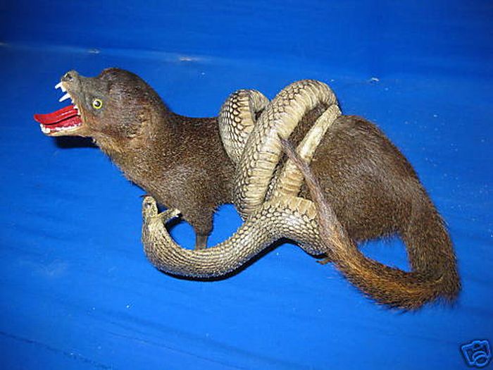 Crappy Taxidermy (60 pics)