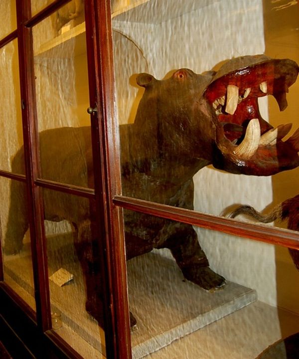 Crappy Taxidermy (60 pics)