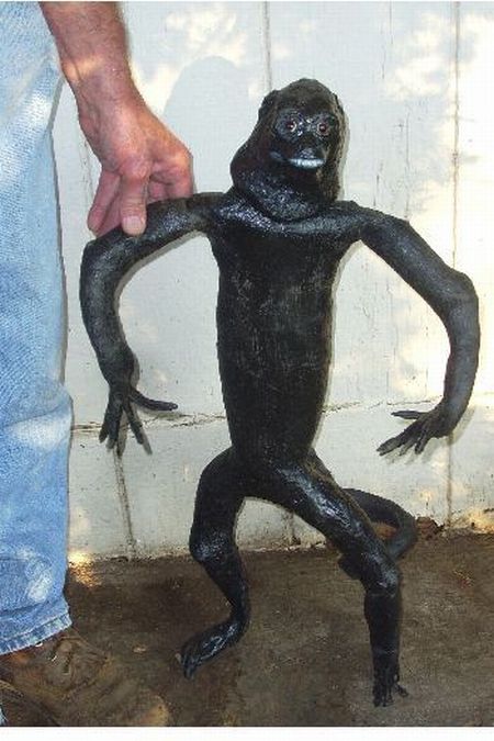 Crappy Taxidermy (60 pics)