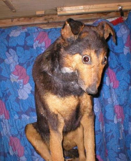 Crappy Taxidermy (60 pics)