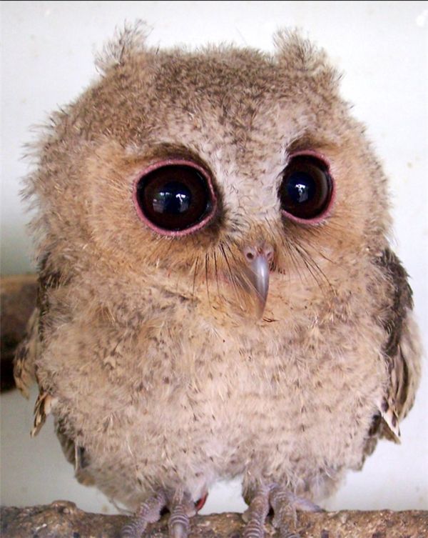 New Animal Photos (20 pics)