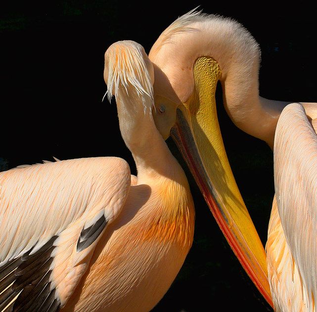 New Animal Photos (20 pics)