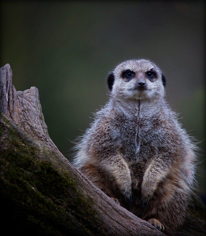 New Animal Photos (20 pics)