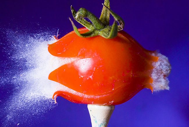 Amazing High Speed Photography by Alan Sailer (99 pics)