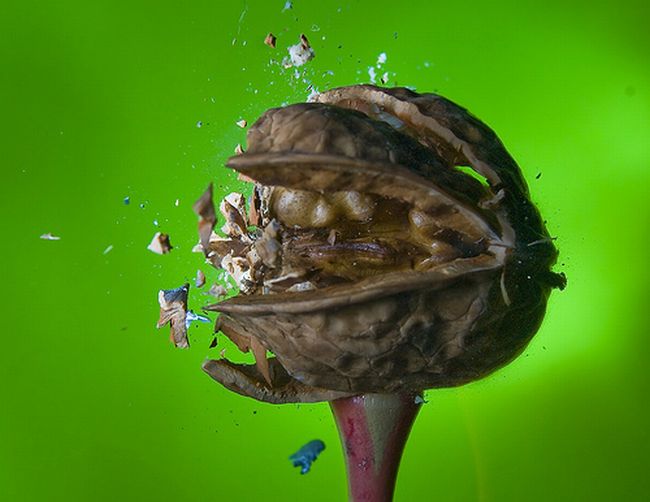 Amazing High Speed Photography by Alan Sailer (99 pics)