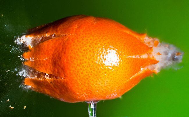 Amazing High Speed Photography by Alan Sailer (99 pics)