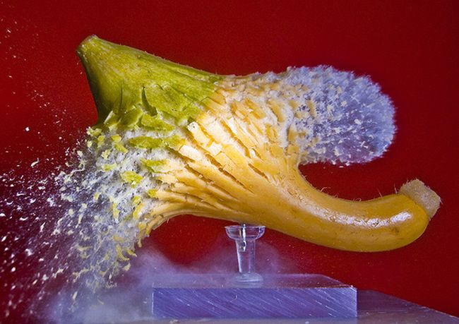 Amazing High Speed Photography by Alan Sailer (99 pics)