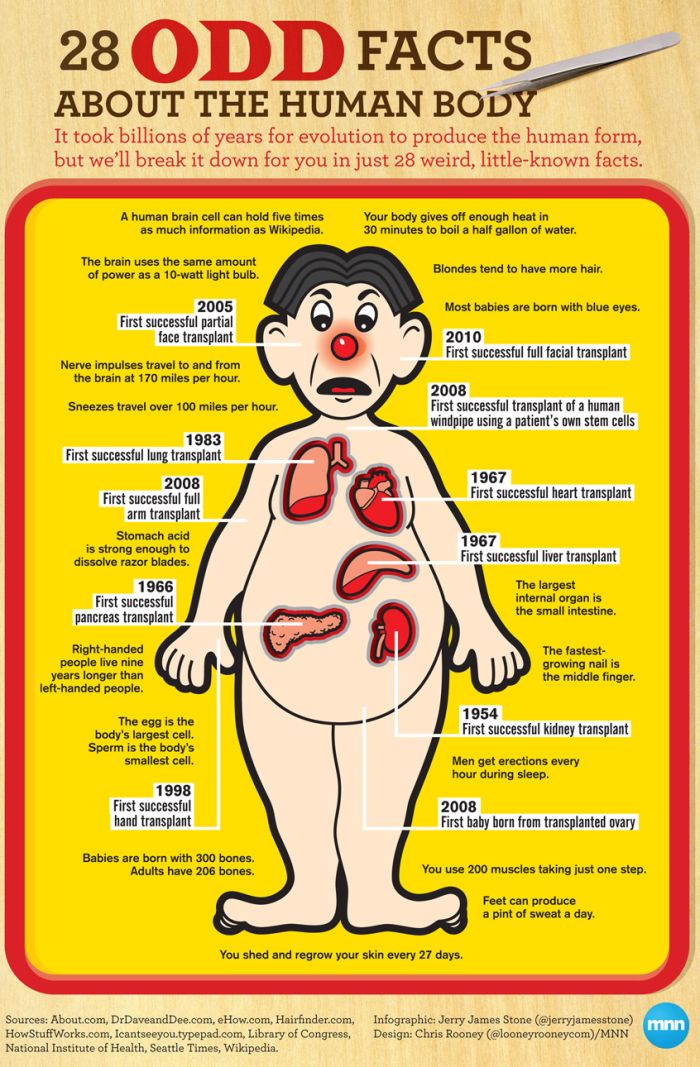 28 Odd Facts About The Human Body infographic 