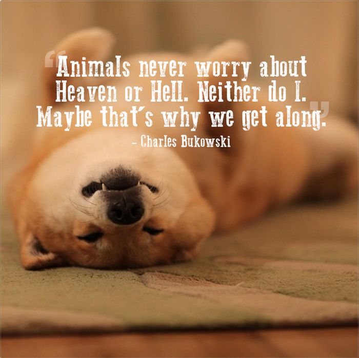 Great Quotes About Pets 21 Pics 