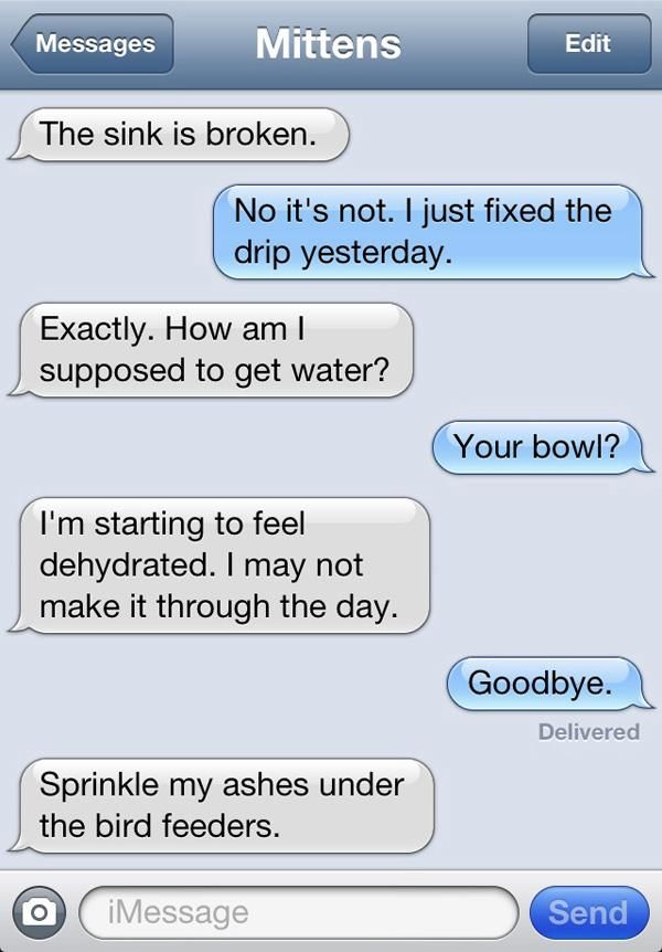 Text Messages From A Cat 8 Pics 