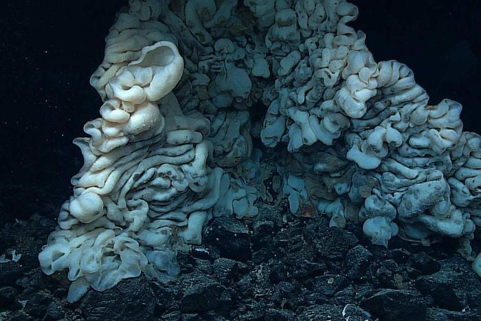 Divers Discover World's Largest Sea Sponge In Hawaii (3 pics + video) Divers Discover World's Largest Sea Sponge In Hawaii (3 pics + video)