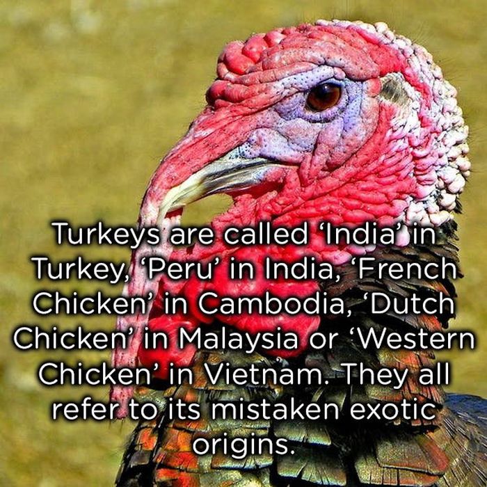 Weird Animal Facts 22 Pics 