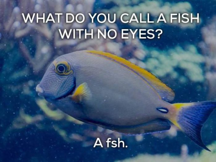 Bad Jokes That Are Actually Funny 17 Pics 