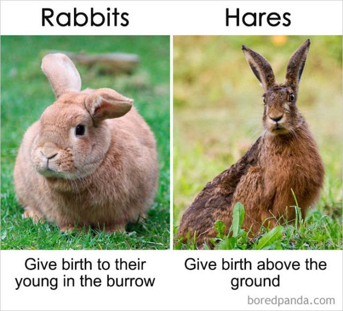 The Differences Between Similar Things 39 Pics 