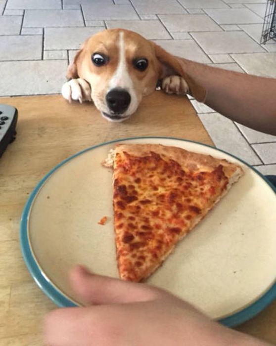 Dogs Begging For Food 44 Pics 