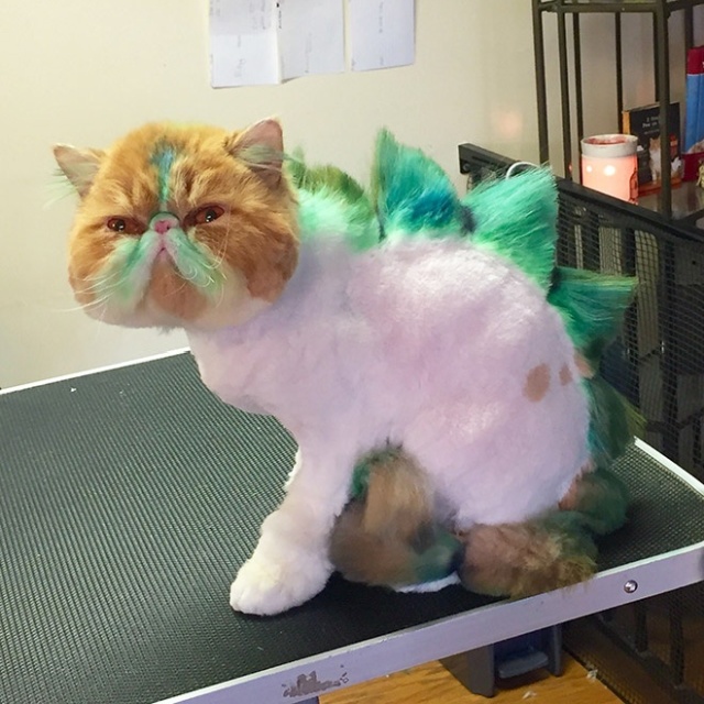 Dinosaur Cat Haircuts 20 Pics 