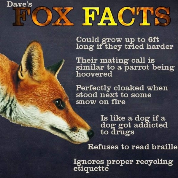 Animal Guide By Dave 30 Pics 