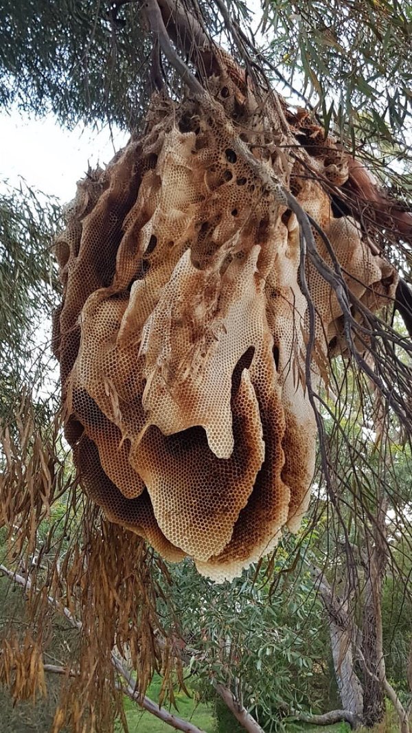 This Is Trypophobia 30 Pics 