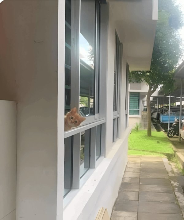 Funny And Cute Cats (35 pics)