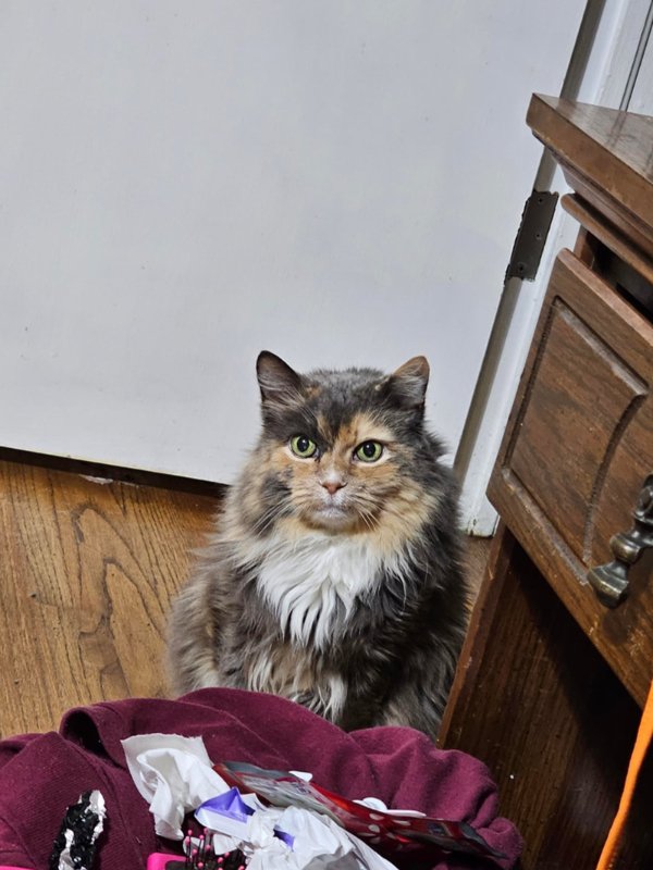 Funny And Cute Cats (35 pics)