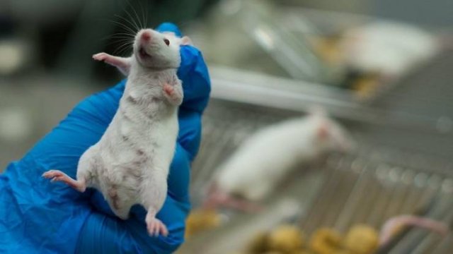Facts About Animals (37 pics)