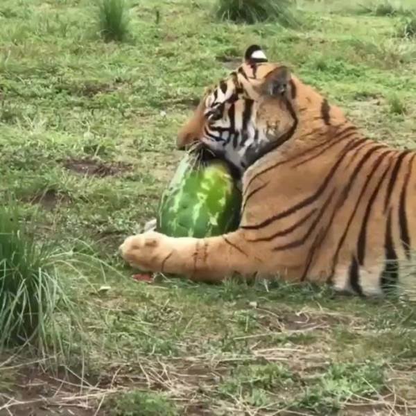 Facts About Animals (37 pics)