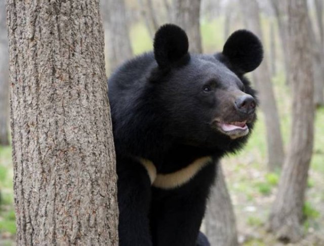 Facts About Animals (37 pics)