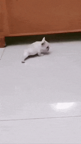 Acid GIFs, January 13 (25 gifs)