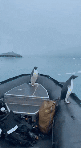 Acid GIFs, June 17 (25 gifs)