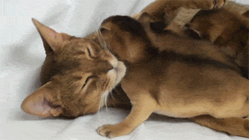 Acid GIFs, June 24 (25 gifs)